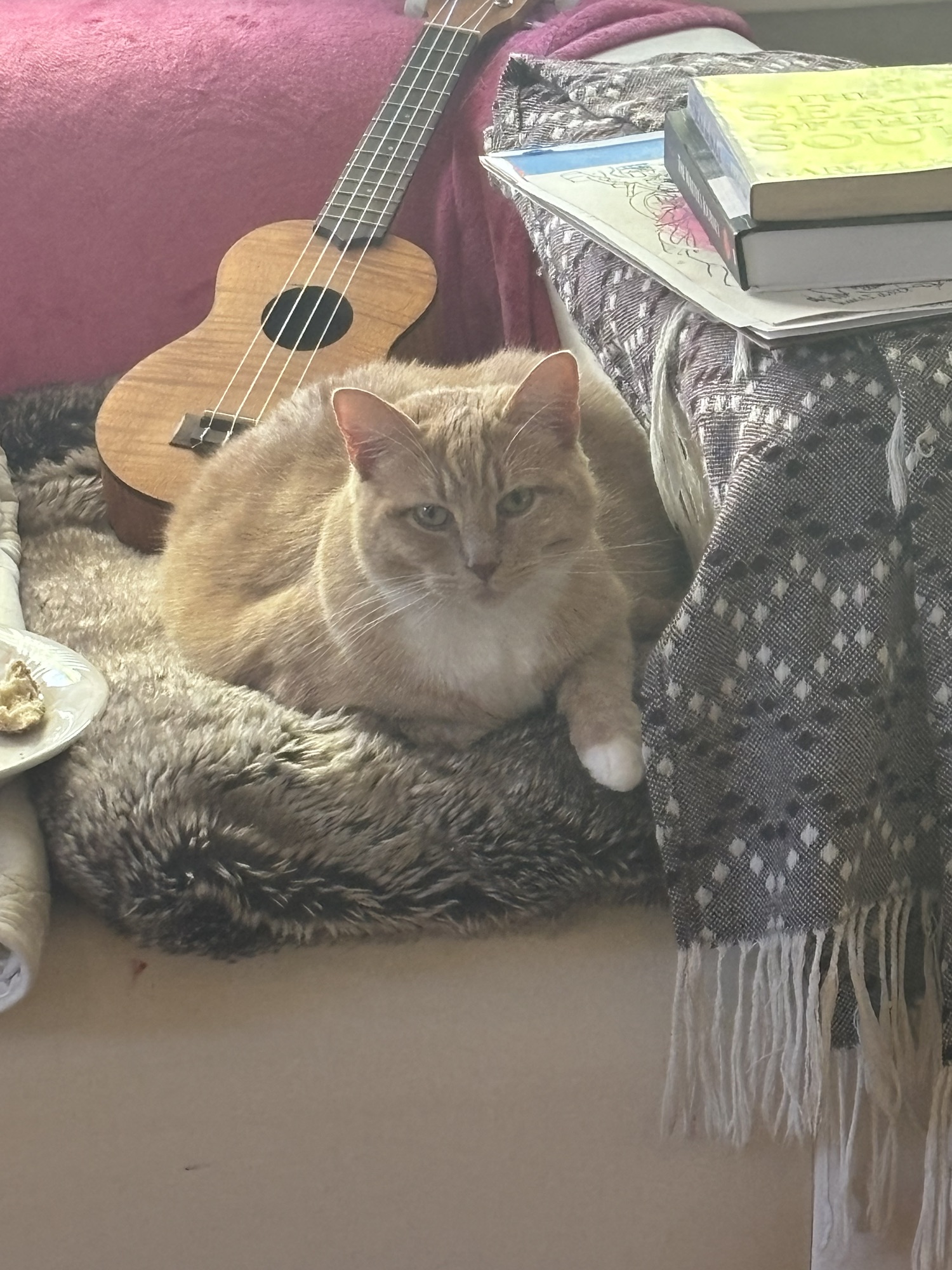 Calm kitten – silly Sonnets-an art and design emporium