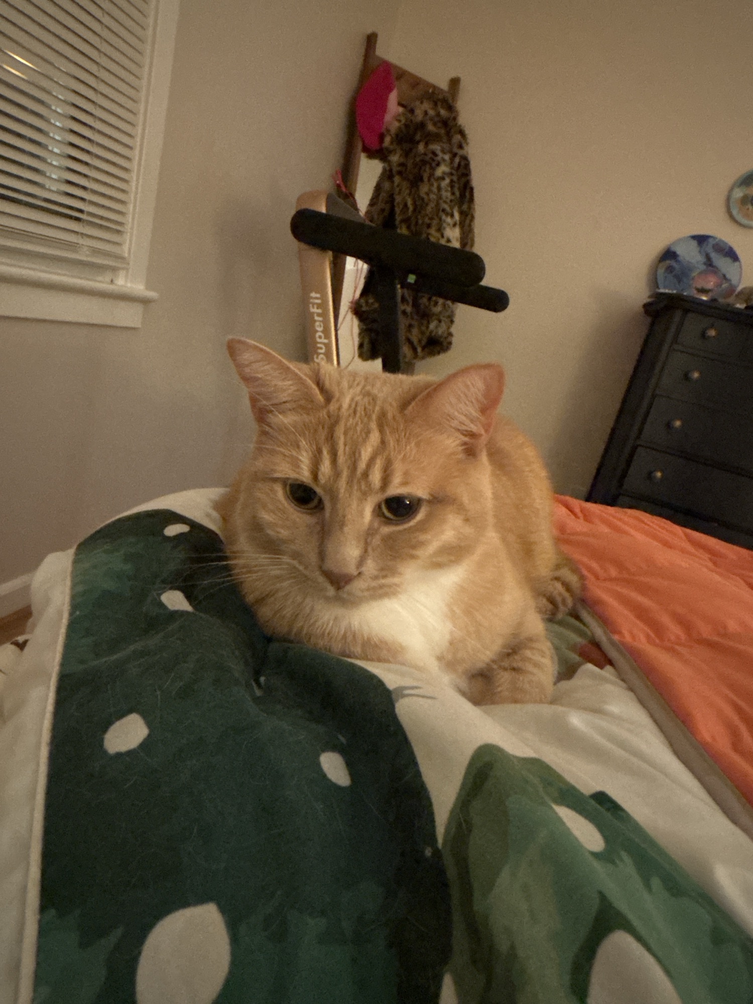 Friends who camp – silly Sonnets-an art and design emporium